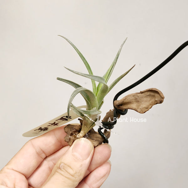 Tillandsia Edithae Green From – APlantHouse