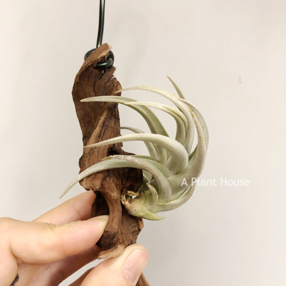 Tillandsia Xiphioides – APlantHouse