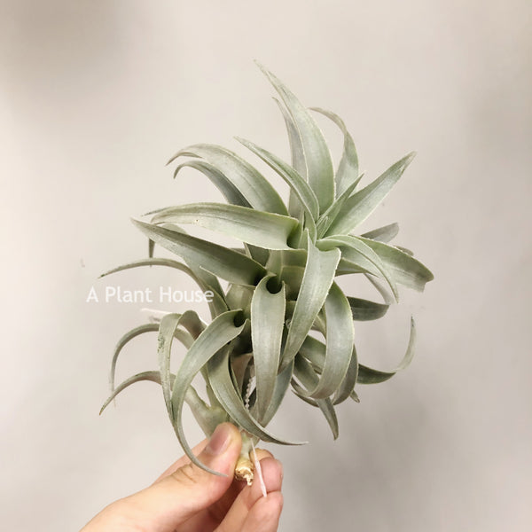 Tillandsia Edithae Green From – APlantHouse