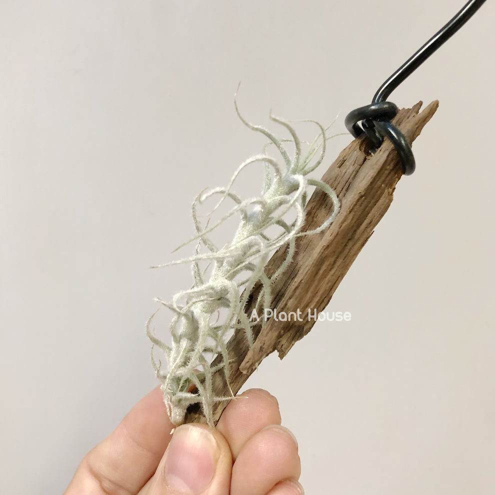 Tillandsia Stellifera – APlantHouse