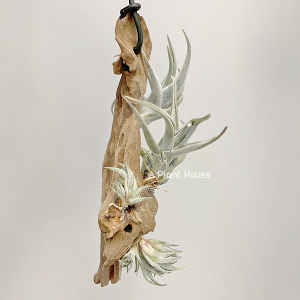 Tillandsia Xiphioides – APlantHouse